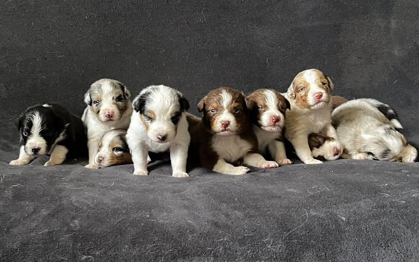 Chiots disponibles - Elevage Of Blue Highway - eleveur de chiens Berger ...